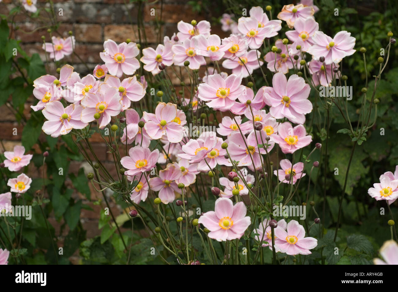 Anemone x hybrida flowers in a garden England Europe Stock Photo - Alamy