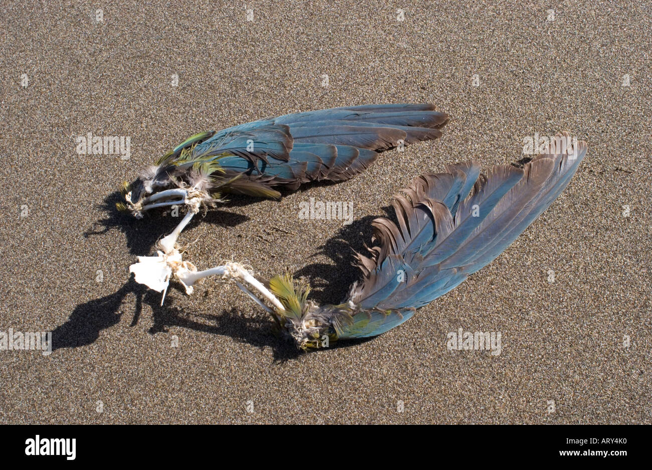 Wings of dead burrowing parrot (Cyanoliseus p. patagonus) on the sand ...