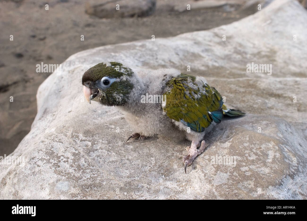 Balneario El Condor High Resolution Stock Photography and Images - Alamy