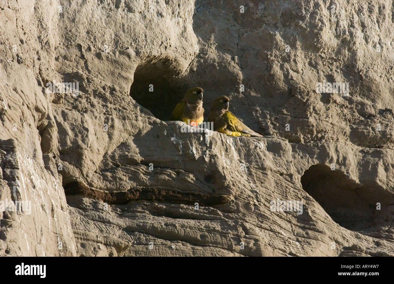 Burrowing parrots (Cyanoliseus p. patagonus) adult pair relax in the ...