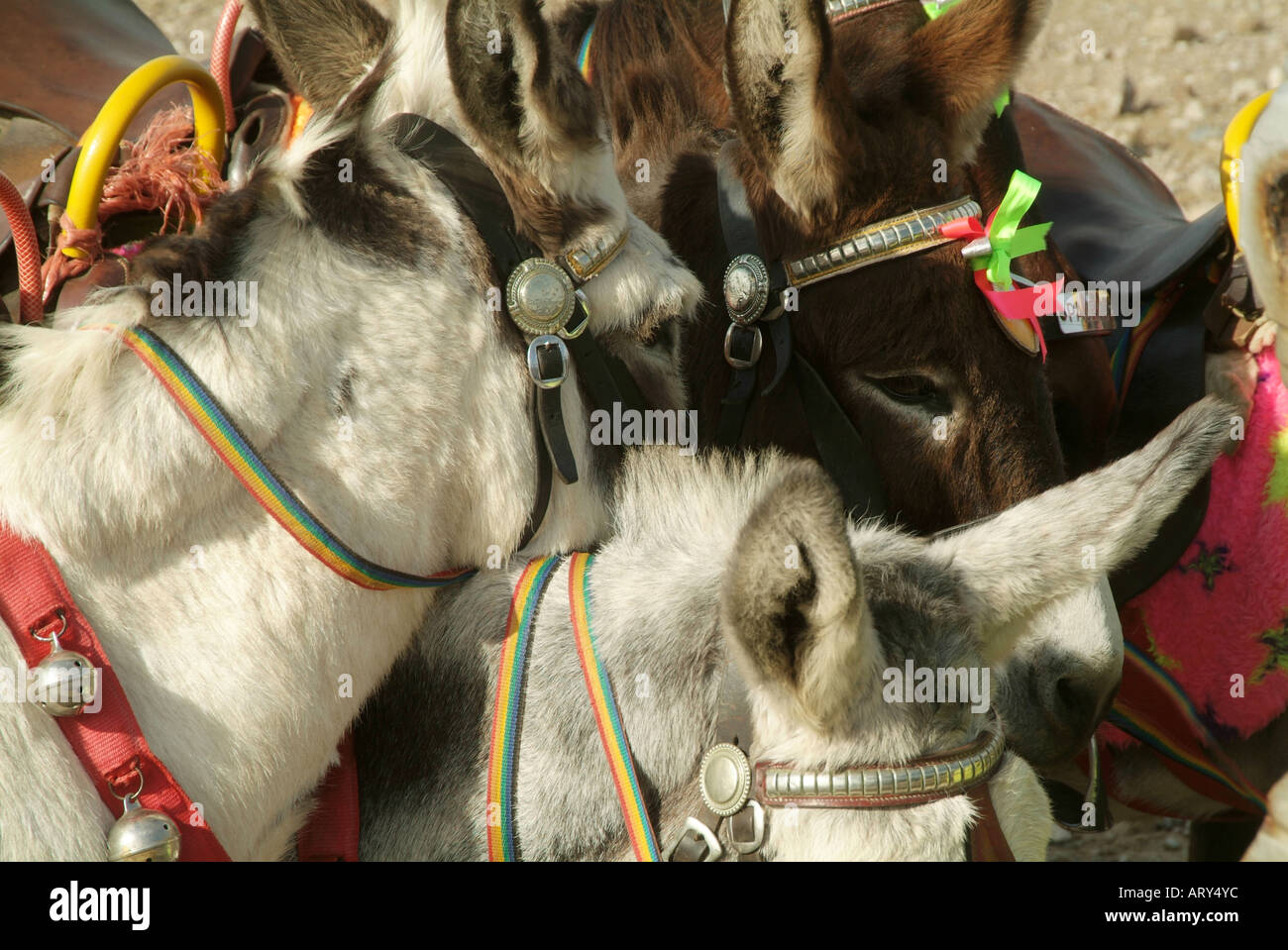 donkey, ride, blackpool, seafront, sea, front, prom, prominard, english ...