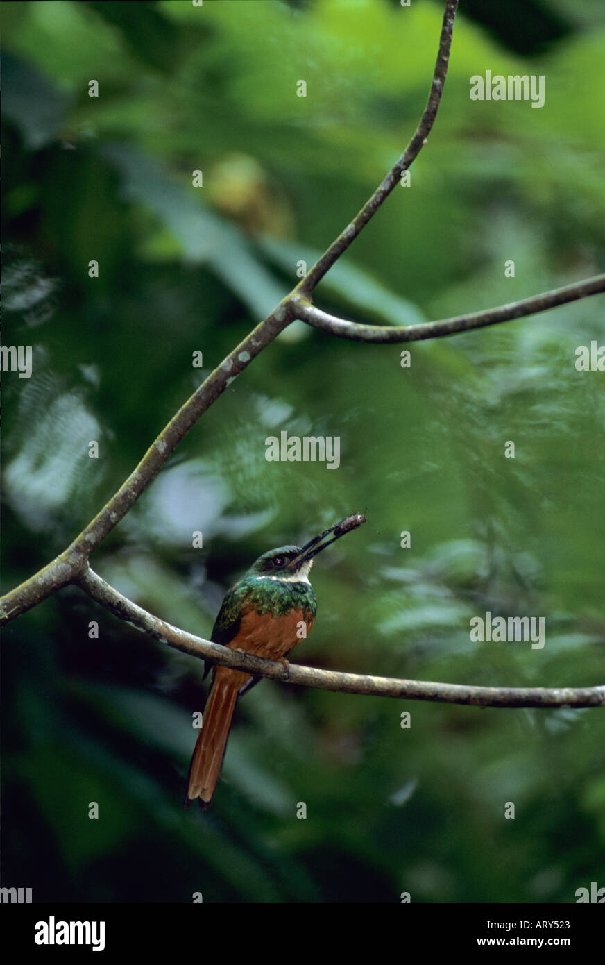 Hunter sits waiting hi-res stock photography and images - Alamy