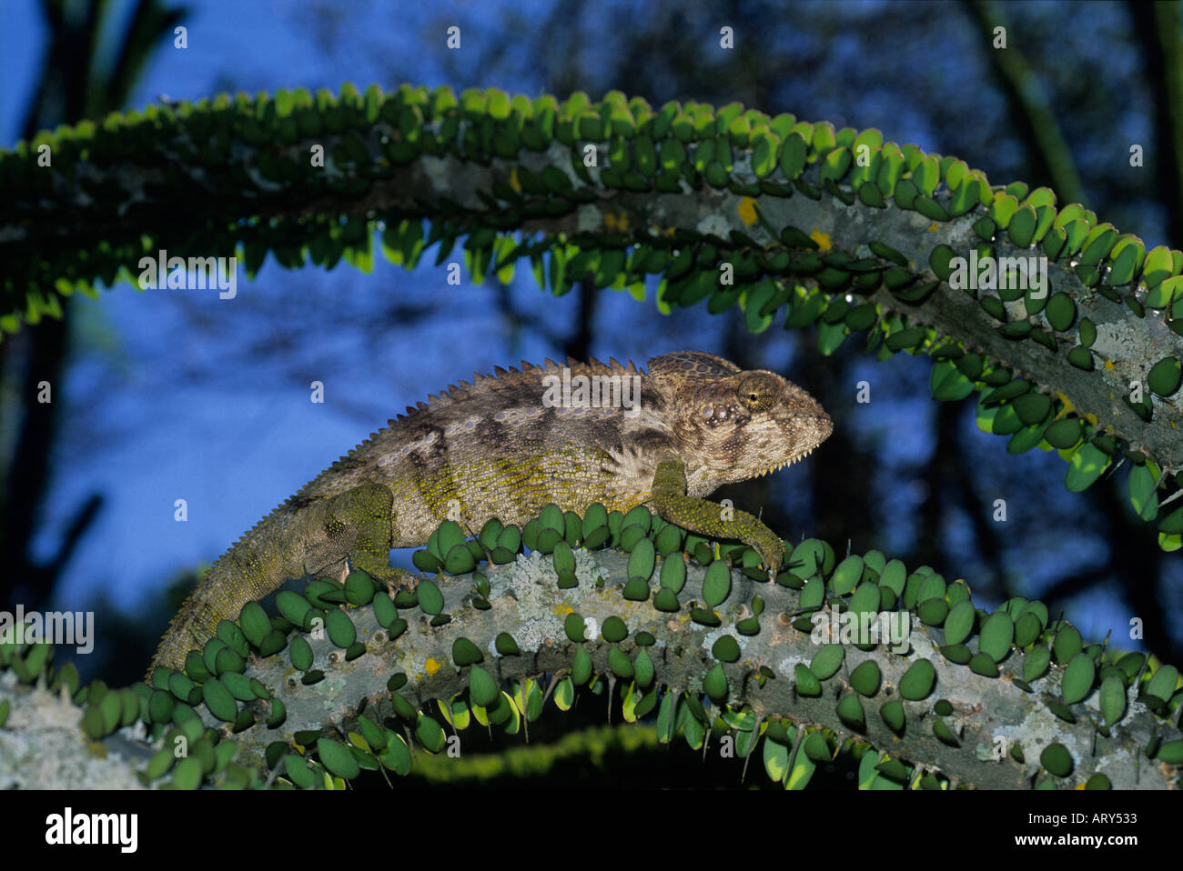 WARTY CHAMELEON (Furcifer verrucosus) on Alluaudia spiny tree Berenty ...