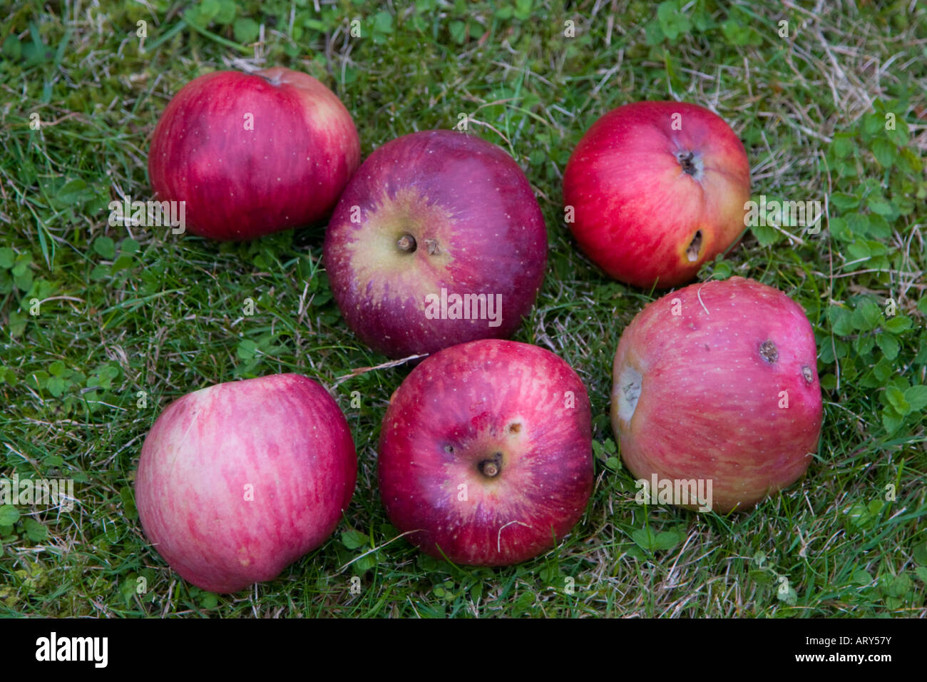 Windfall apples on the ground Stock Photo - Alamy