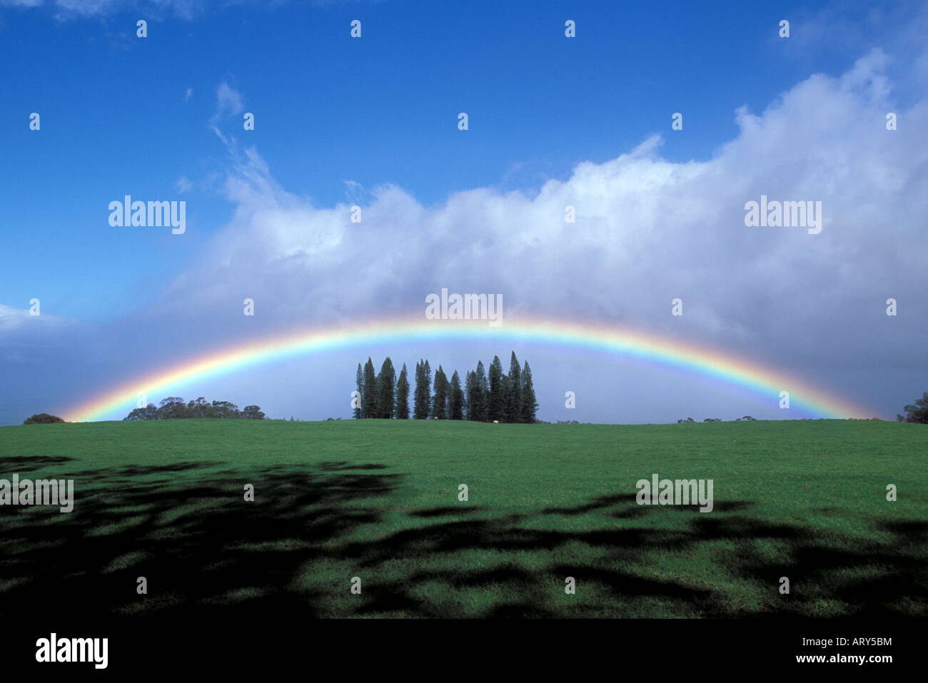 Rainbow with clump of Cook pine trees in Kula, Maui Stock Photo - Alamy