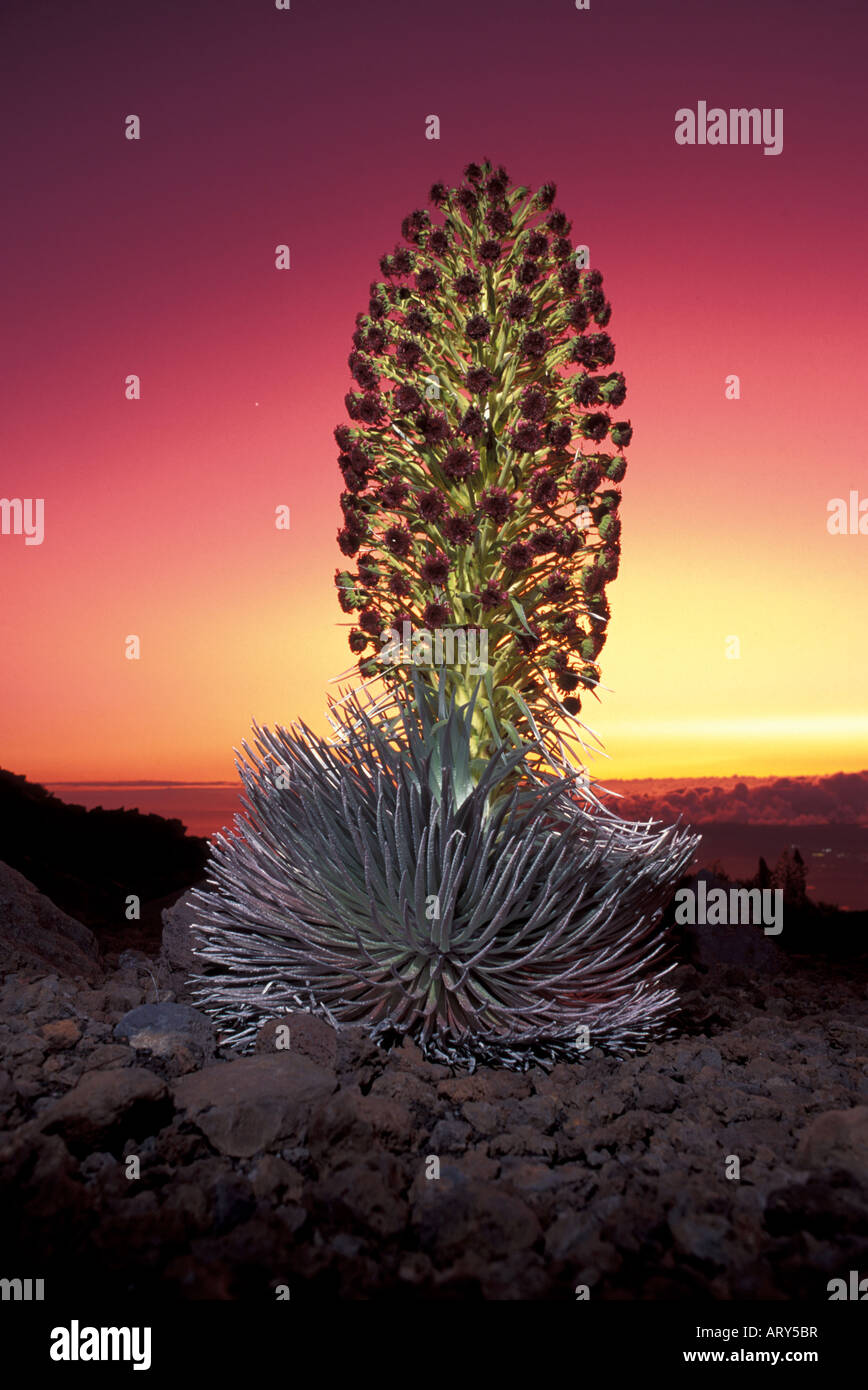 Silversword in full bloom at Haleakala Crater, Maui. The ashes from ...
