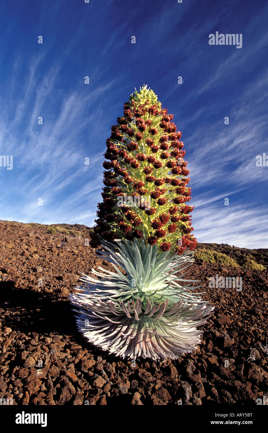 Silversword in full bloom at Haleakala Craterr, Maui Stock Photo - Alamy