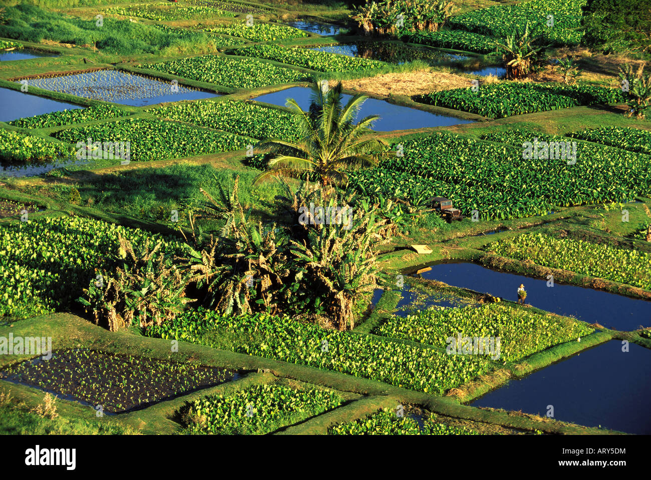 Taro patches located on Keanae Peninsula, Maui Stock Photo - Alamy