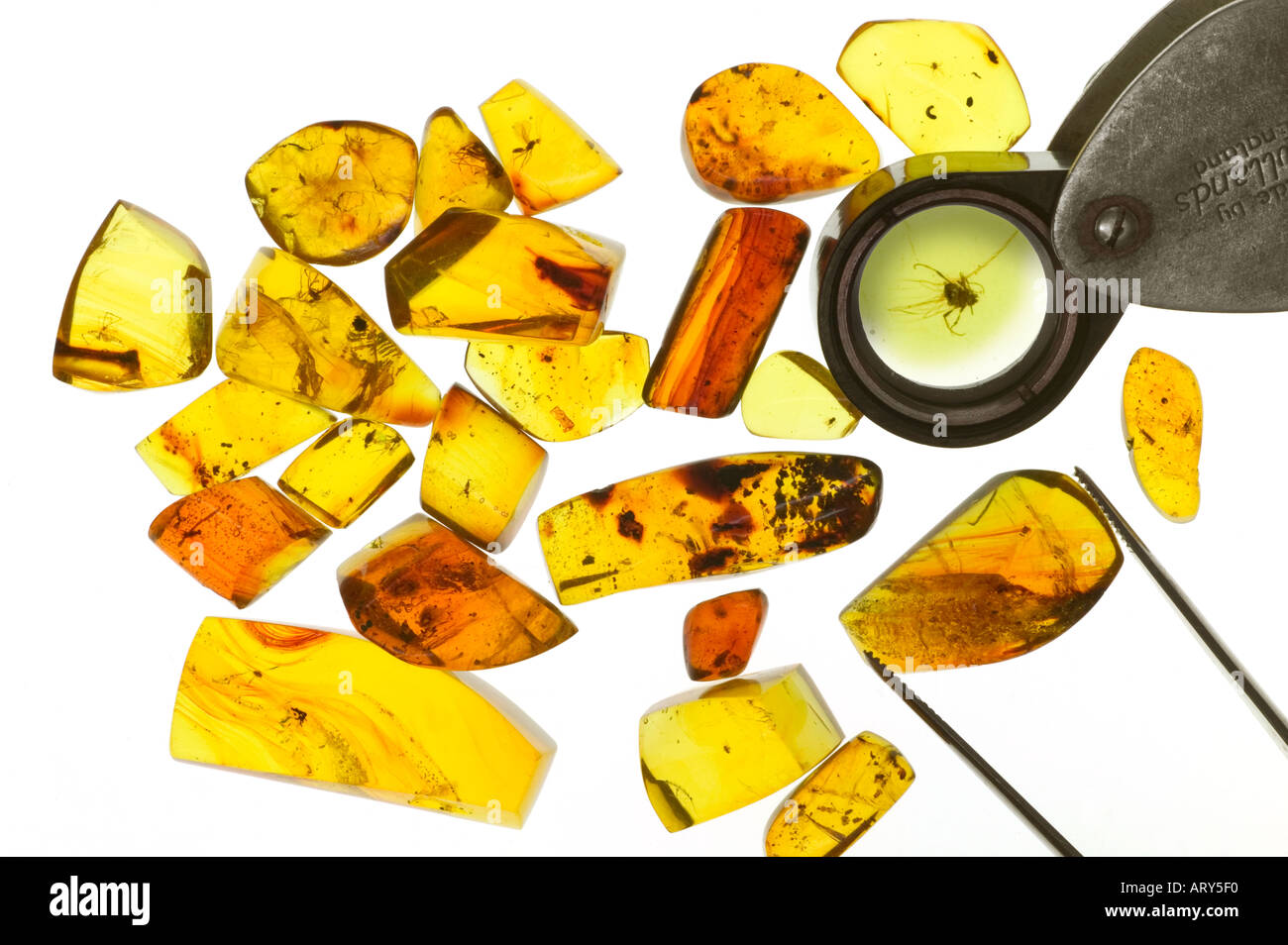 Dominican polished amber fragments being examined Stock Photo - Alamy
