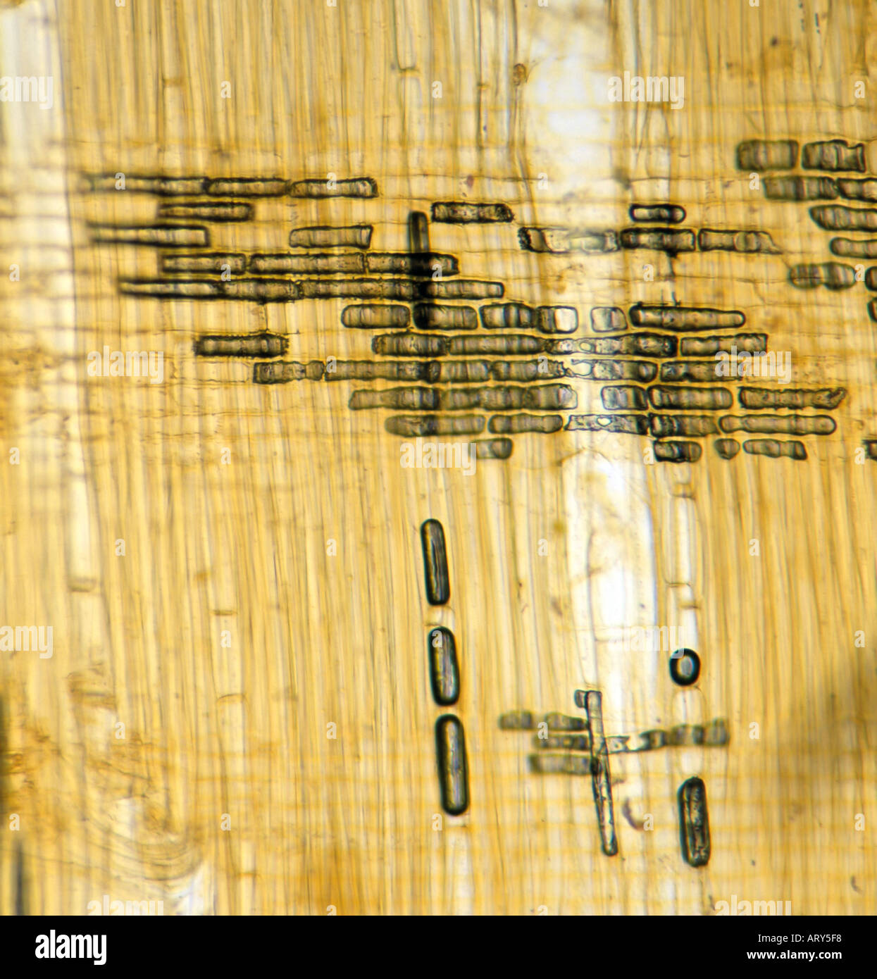 Austrian oak Quercus cerris wood section photomicrograph Stock Photo ...