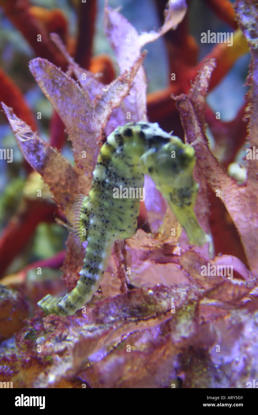Horse fish hi-res stock photography and images - Alamy