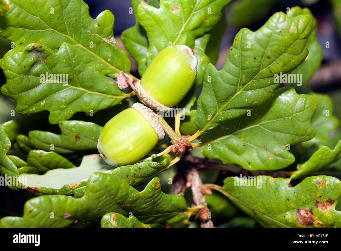 Acorn and Oak leaves (Quercus petraea) Lochdon, Isle of Mull, Scotland ...