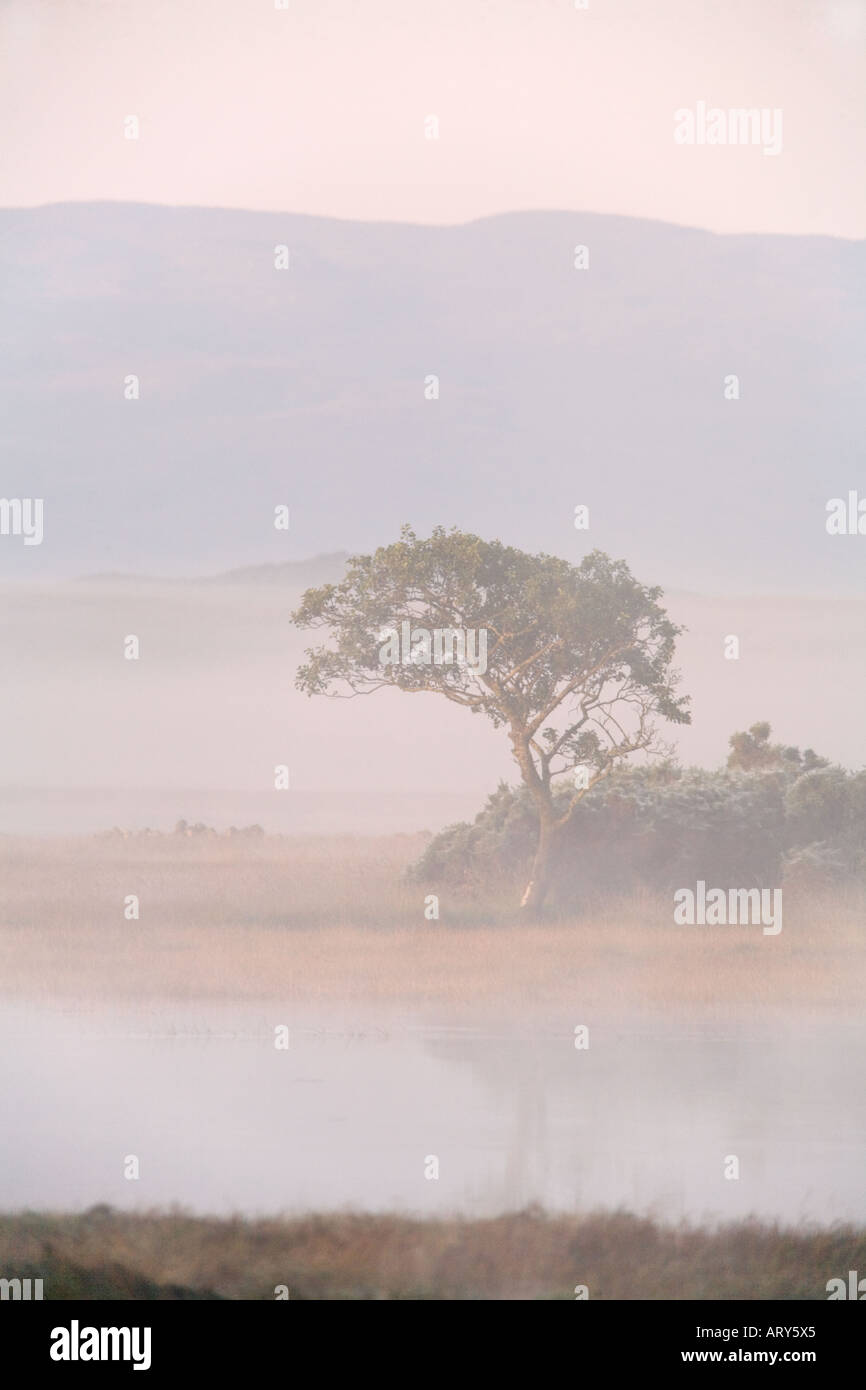 Misty morning at lochside, Lochdon, Isle of Mull, Scotland, United ...