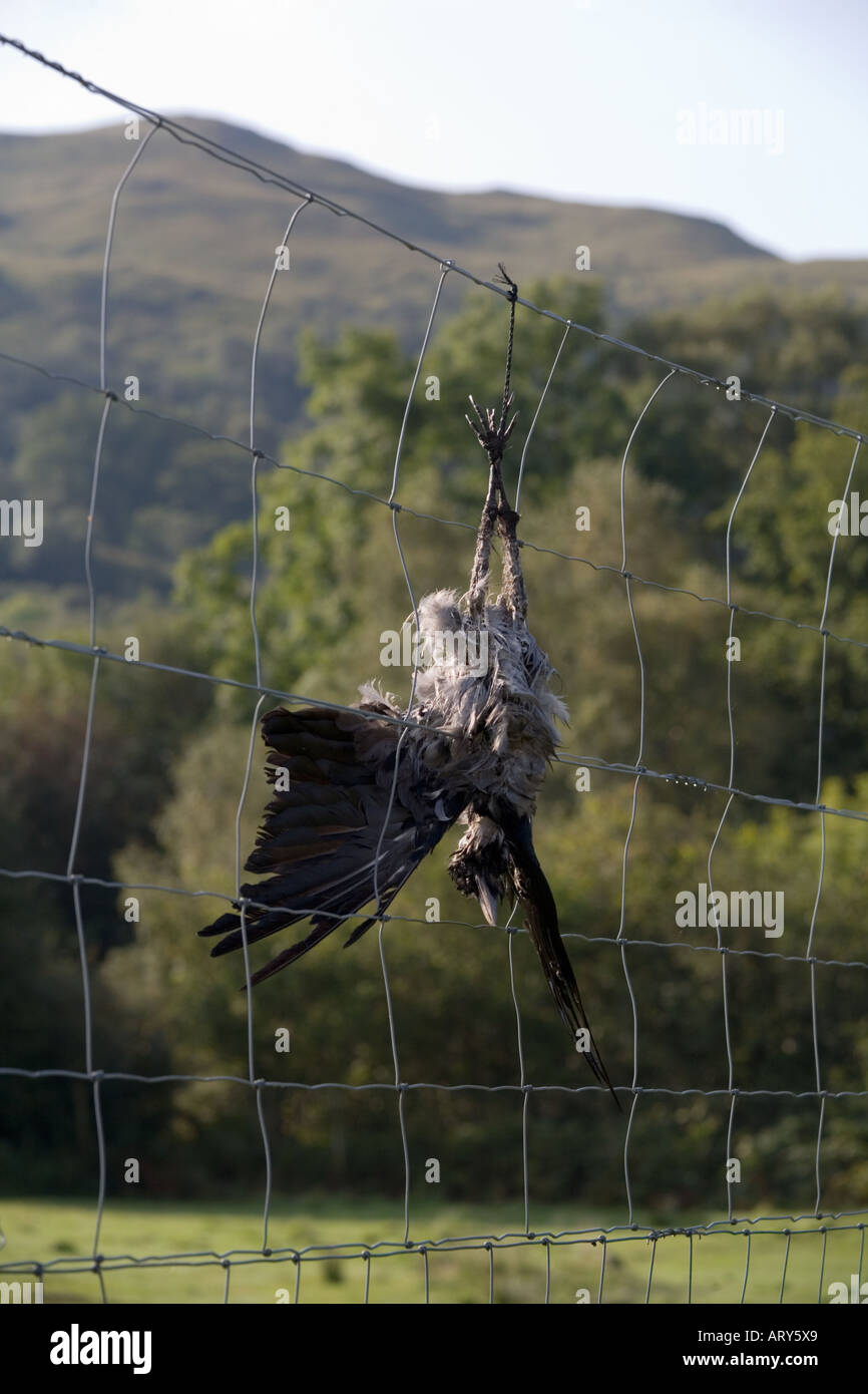 Hooded Crow hanging on fence Stock Photo - Alamy