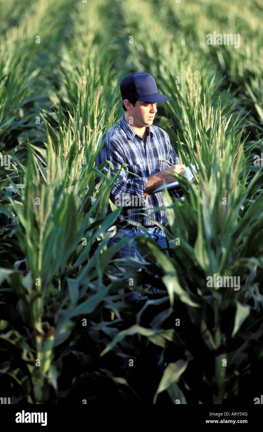 Farmer checks his crop of genetically modified corn Stock Photo - Alamy