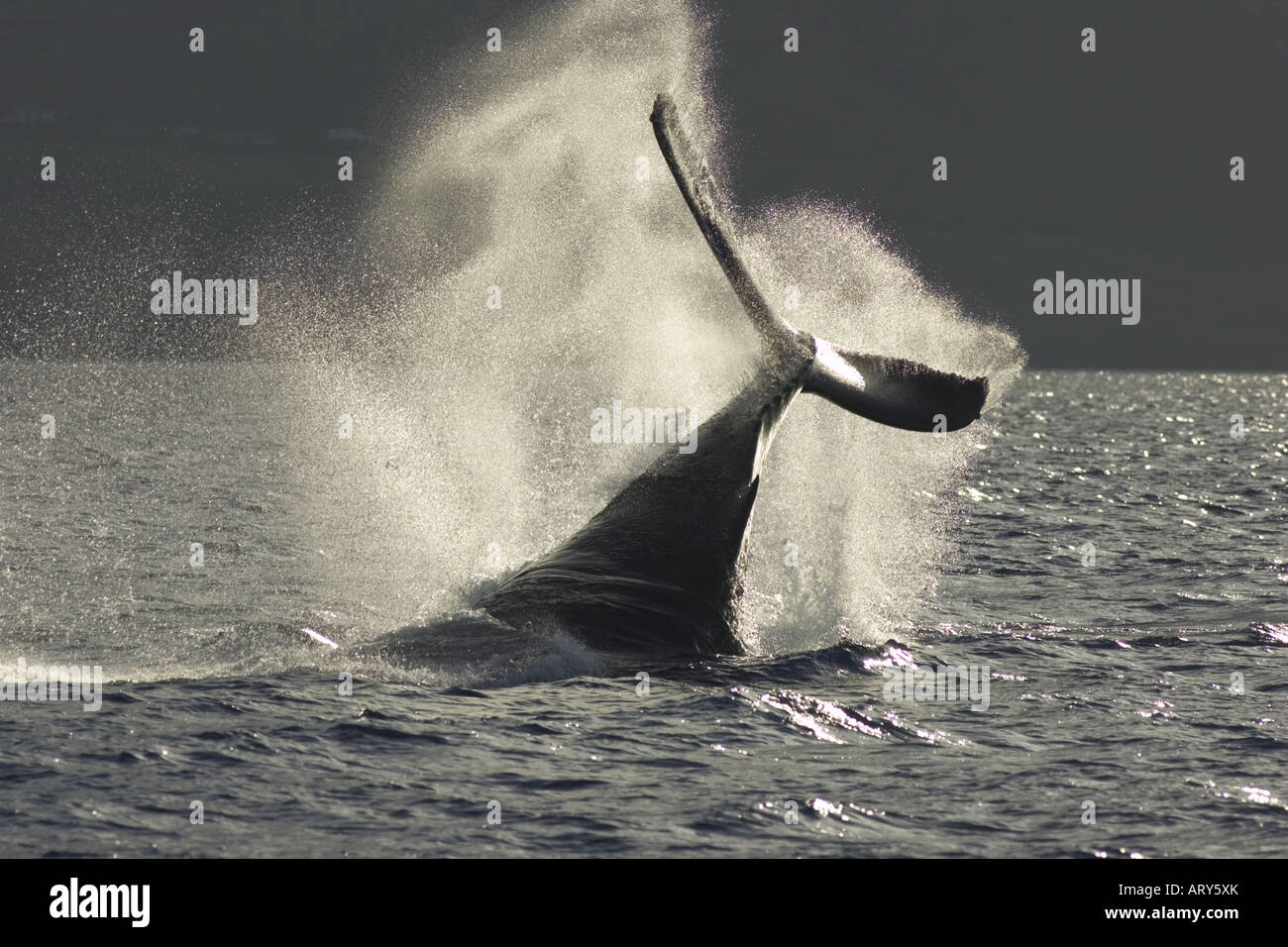 A humpback whale slaps its tail near Lahaina Stock Photo - Alamy