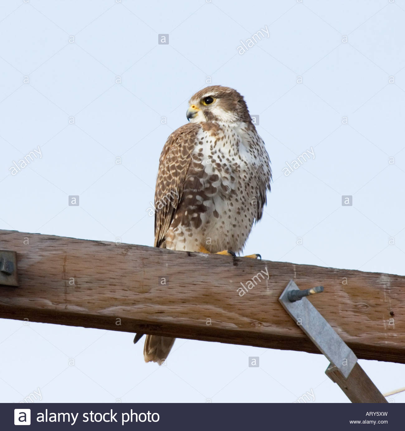 Prairie Falcon High Resolution Stock Photography and Images - Alamy