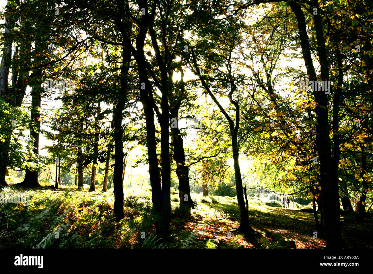 walking in the sun drenched new forest Stock Photo - Alamy
