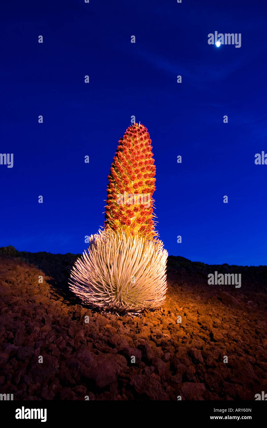 Nighttime view of a silversword bloom with a full moon at Haleakala ...