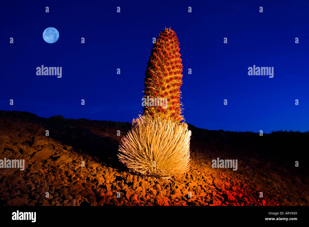 Nighttime view of a silversword bloom with a full moon at Haleakala ...