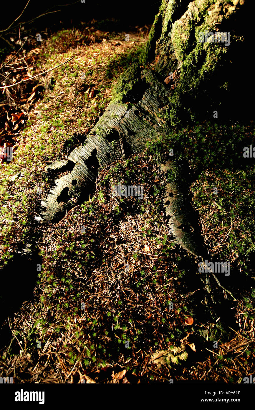 a rotting tree stump covered in moss Stock Photo - Alamy