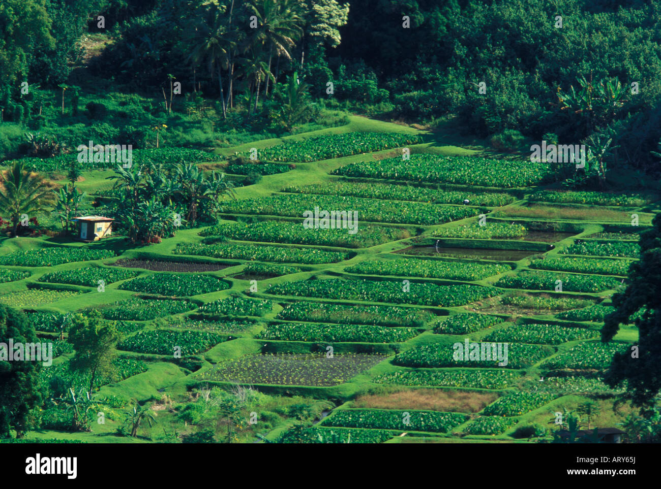 Taro patches hi-res stock photography and images - Alamy
