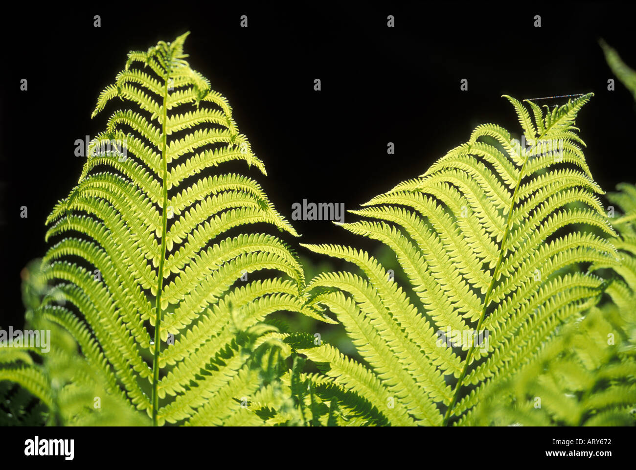 ferns Montreal Botanical Garden Stock Photo - Alamy