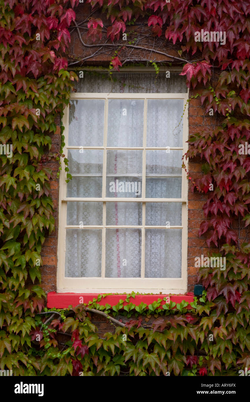 Ivy surrounding a sash window Stock Photo - Alamy