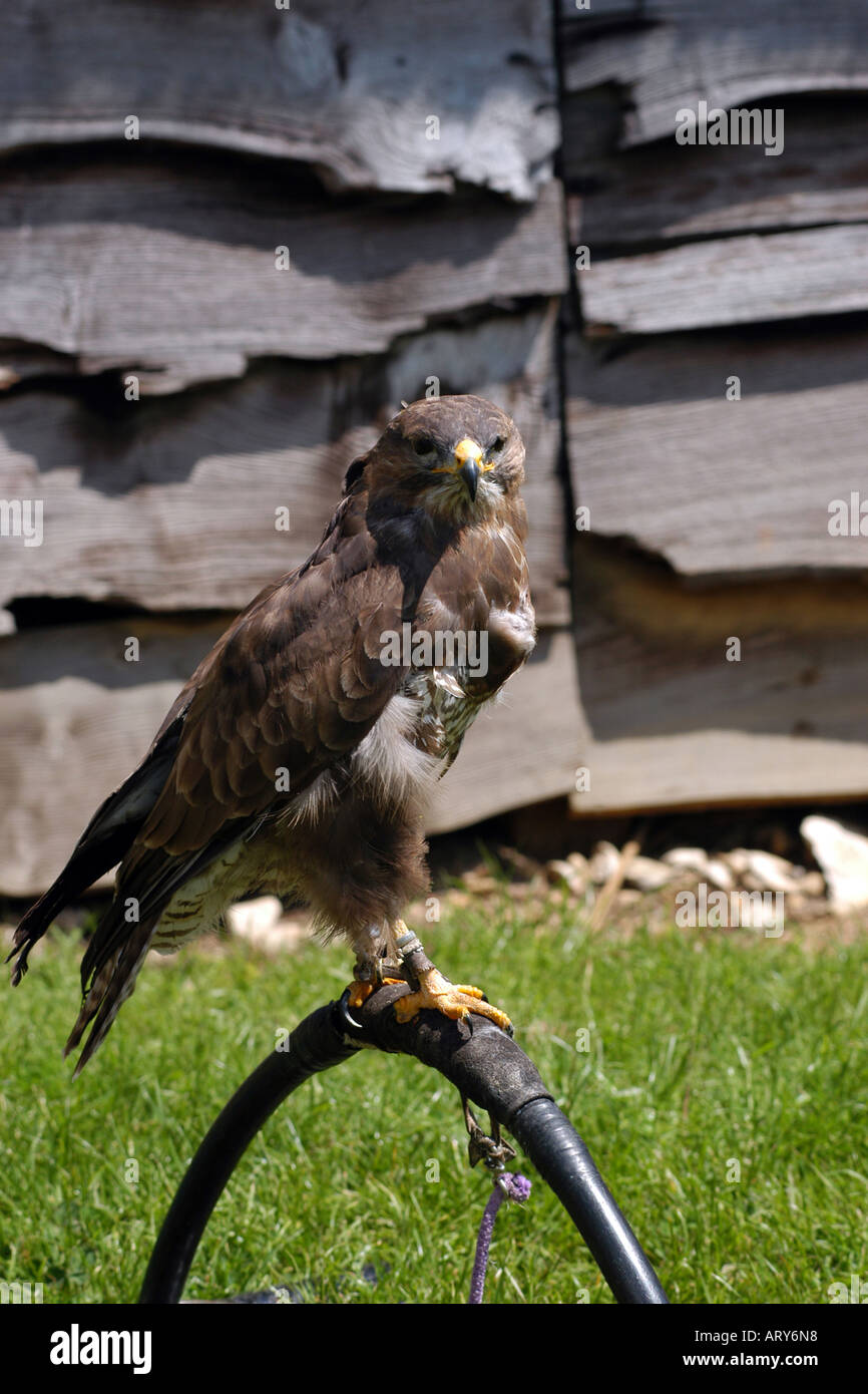 A Harris Hawk at a birds of prey exhibition Stock Photo - Alamy