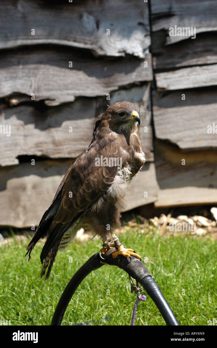 A Harris Hawk at a birds of prey exhibition Stock Photo - Alamy
