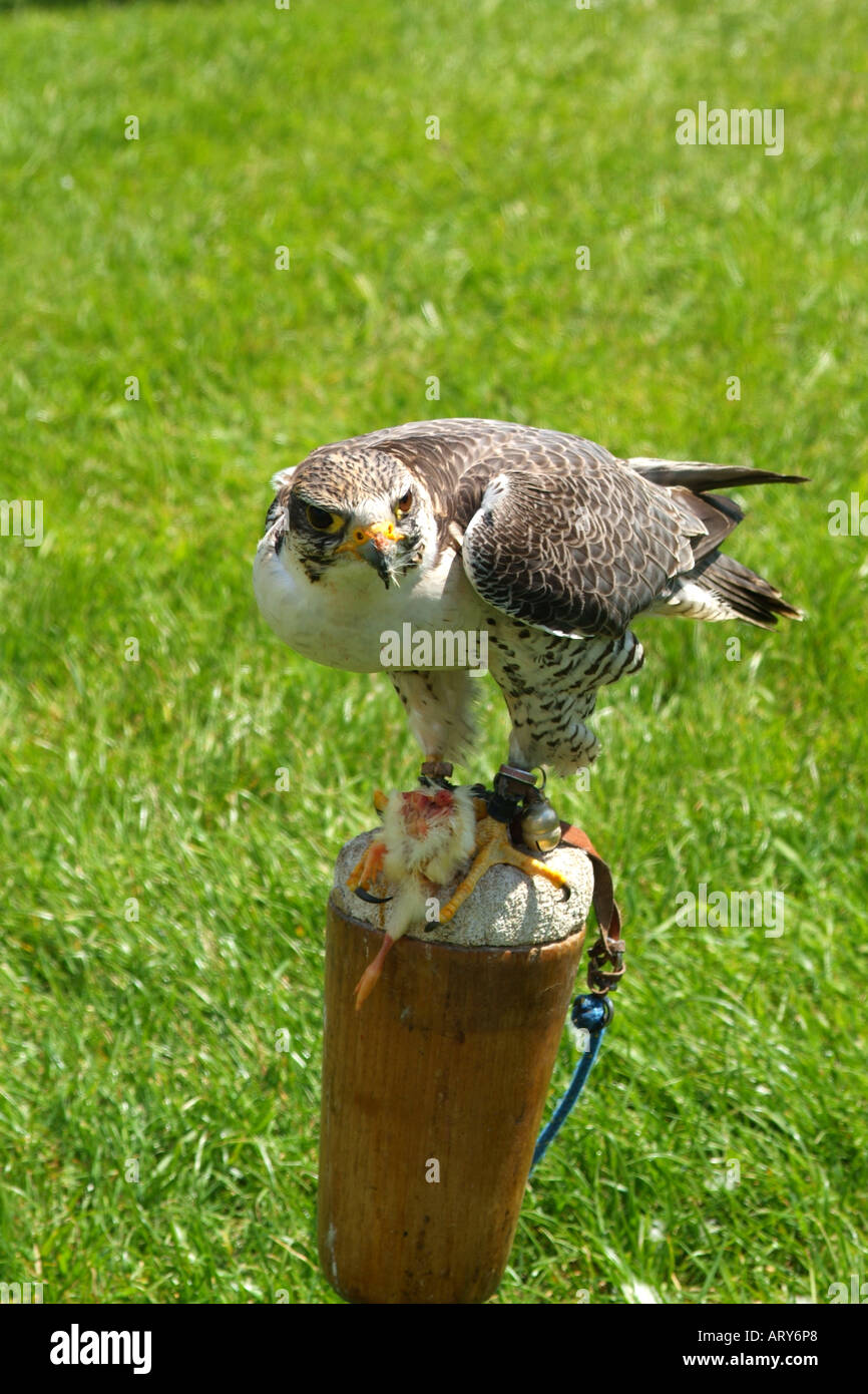 Hybrid Peregrine Sakar Falcon at a birds of prey exhibition Stock Photo ...