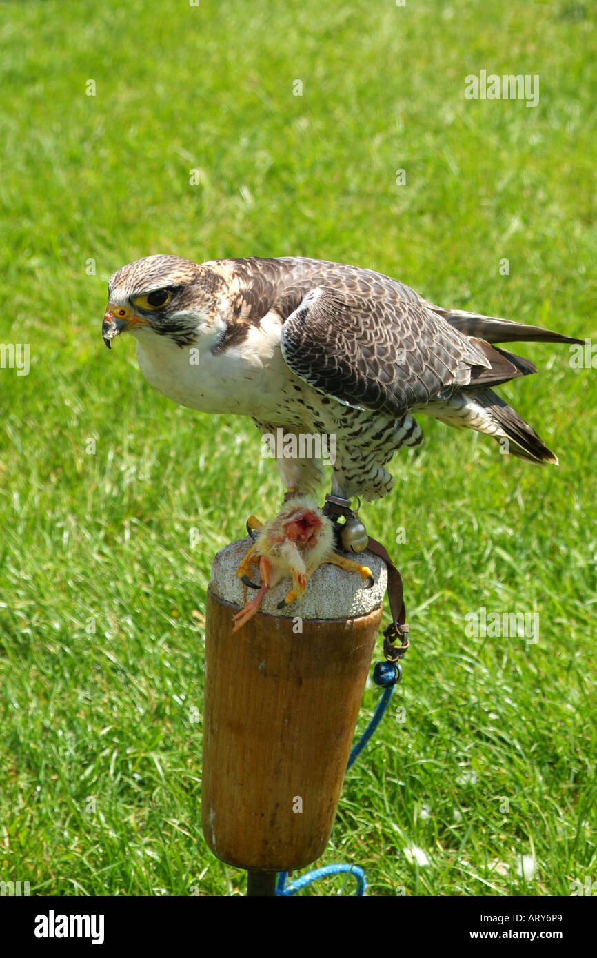 Hybrid Peregrine Sakar Falcon at a birds of prey exhibition Stock Photo ...