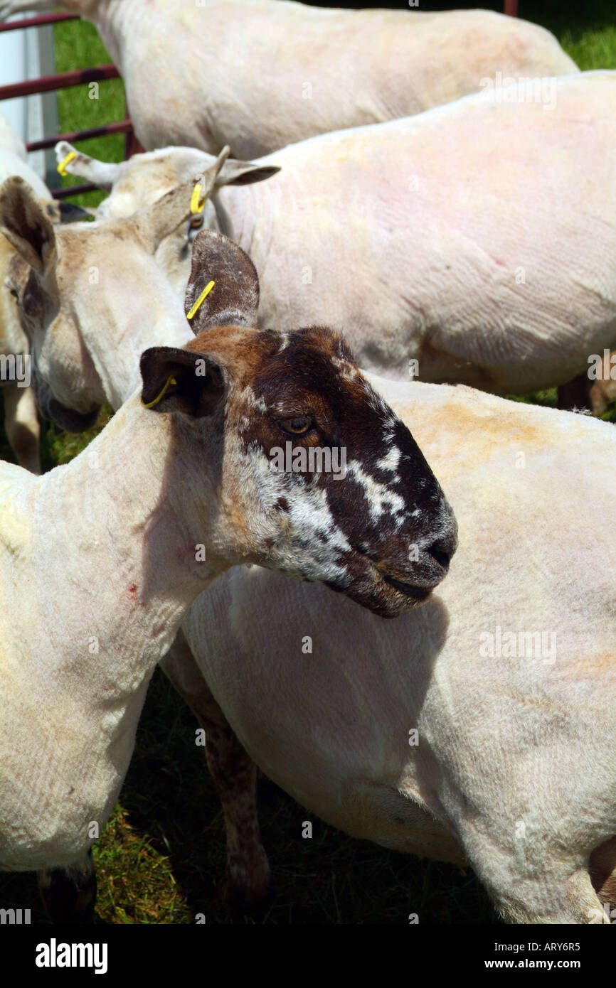 Rarebreed sheep hi-res stock photography and images - Alamy