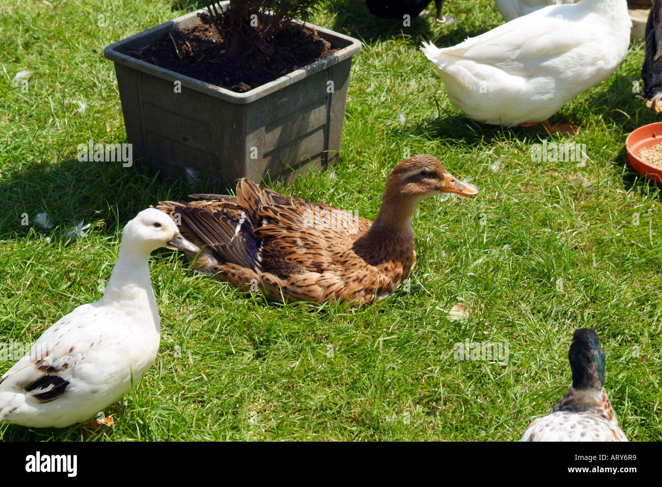 A display of rare and traditional breed ducks at a Farming show in ...