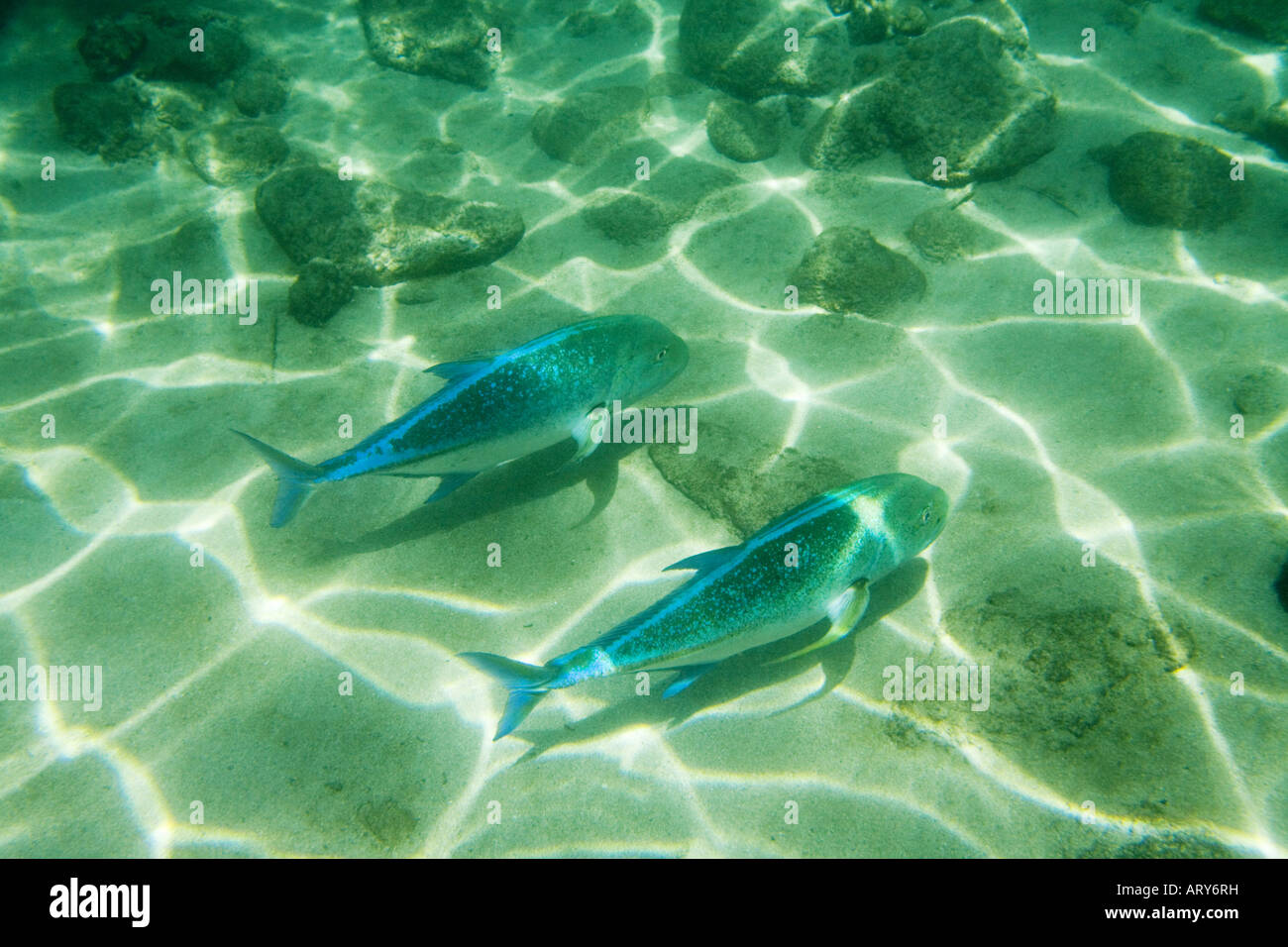 A pair of blue trevally swim through clear at Honolua Bay, Maui a ...
