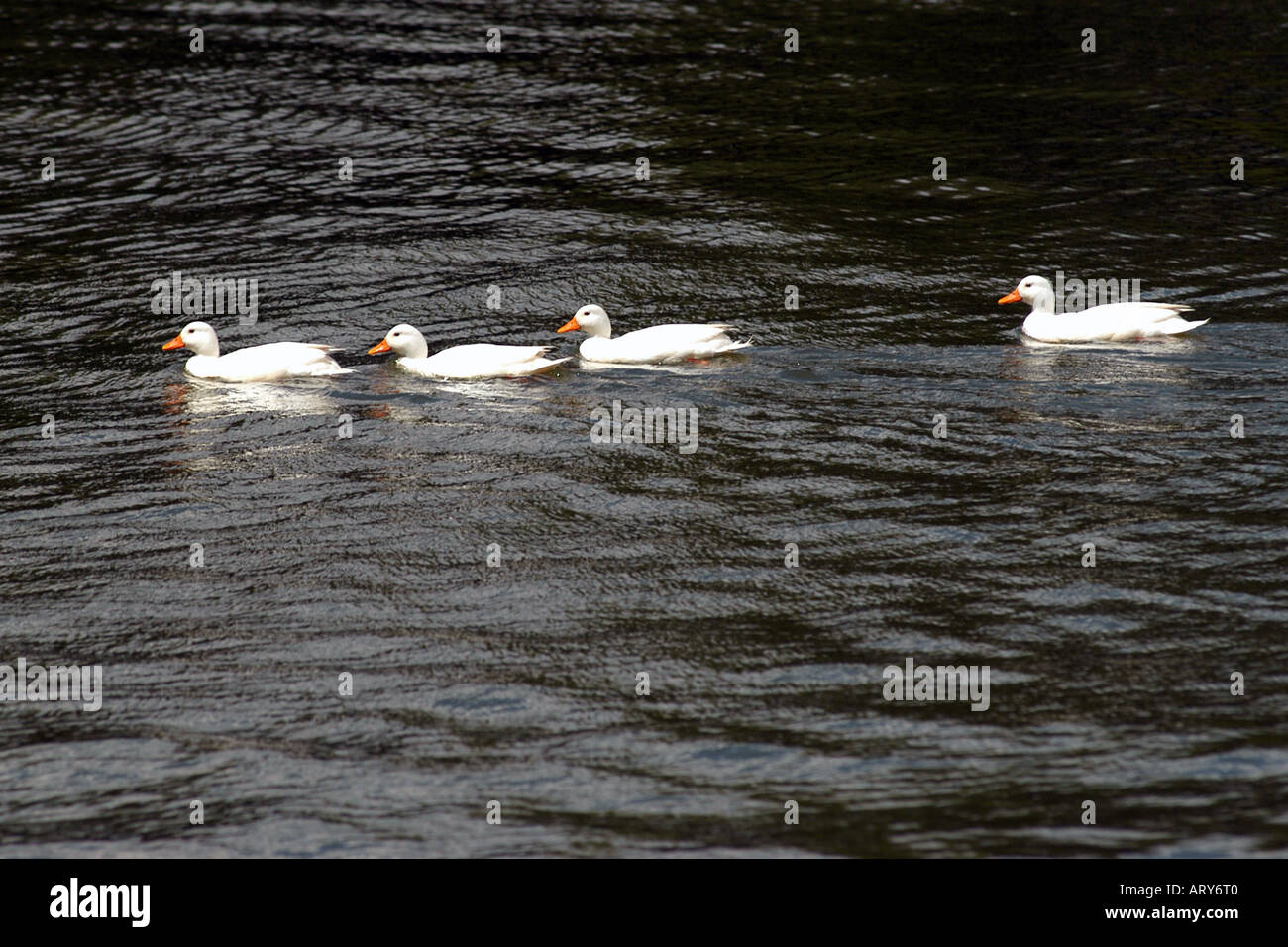 White Ducks paddling along on a duckpond Stock Photo - Alamy