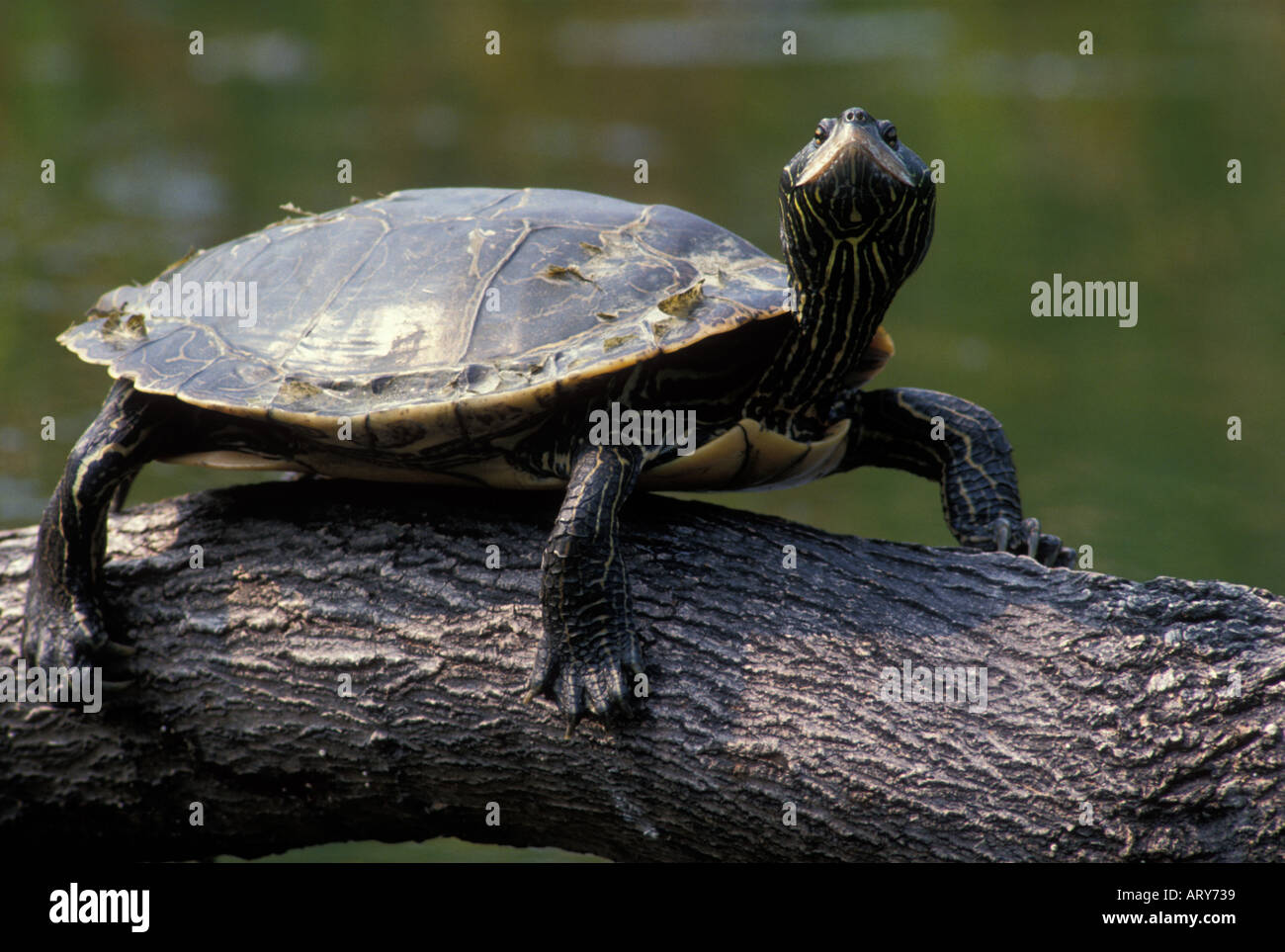 Painted turtle basking on a log Stock Photo - Alamy