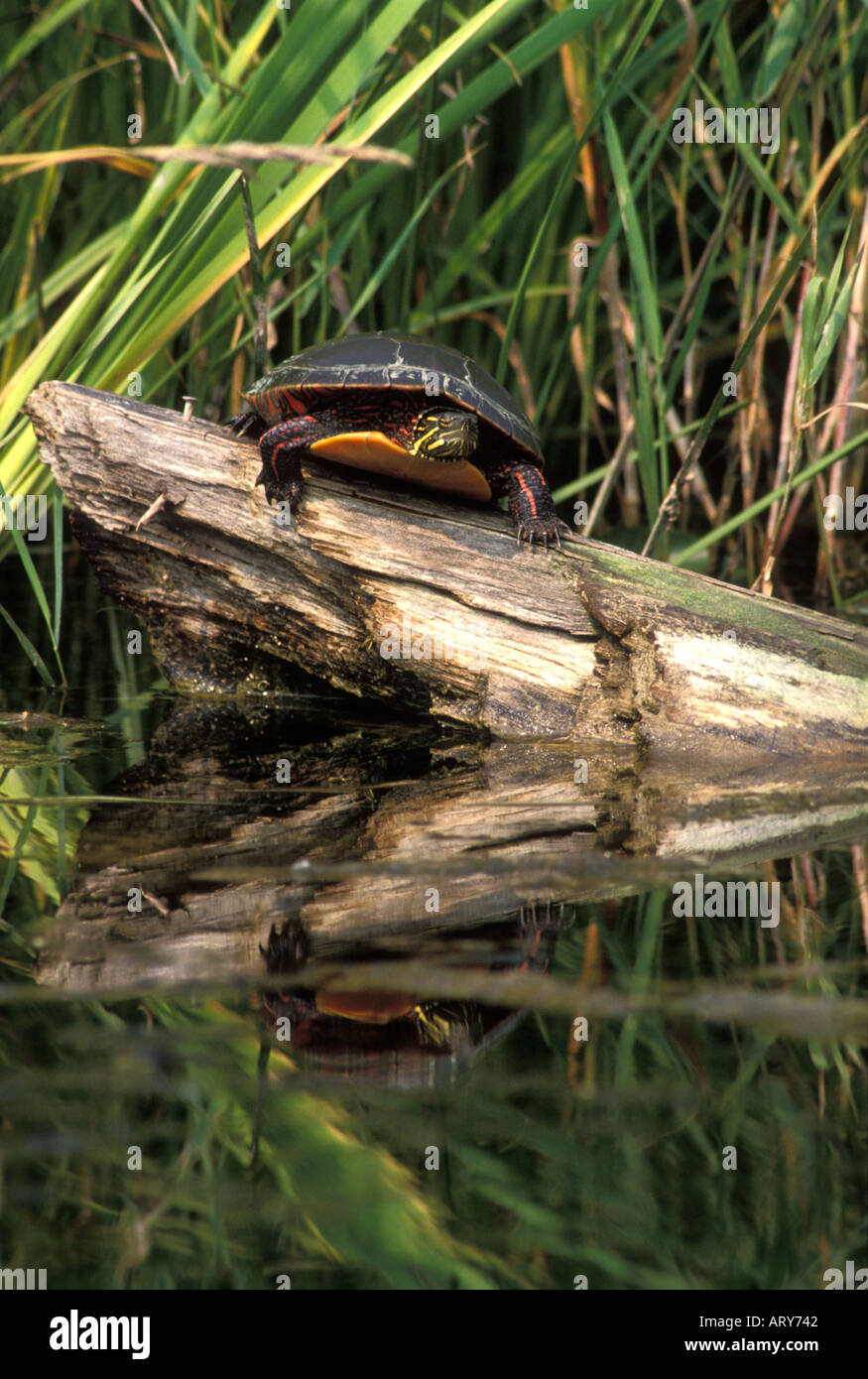 Painted turtles basking on a log Stock Photo - Alamy