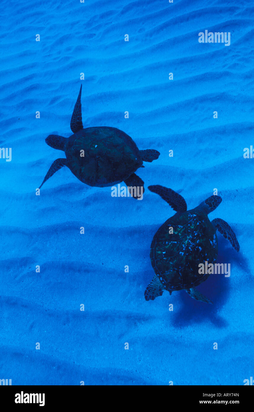 Two Green Sea Turtles swim together in Hawaii's pristine blue waters ...