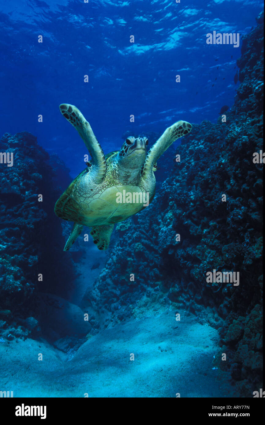 Green Sea Turtles known by the Hawaiians as Honu's can be seen swimming ...