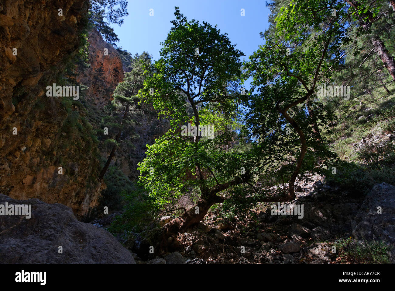 Irini Gorge, West Crete, Greek, Europe Stock Photo - Alamy