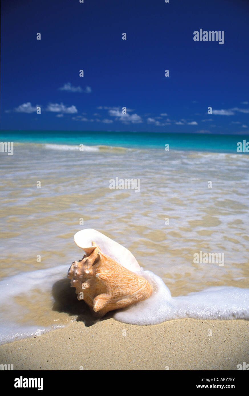 Conch shell rests genlty on an Hawaiian Beach Stock Photo - Alamy