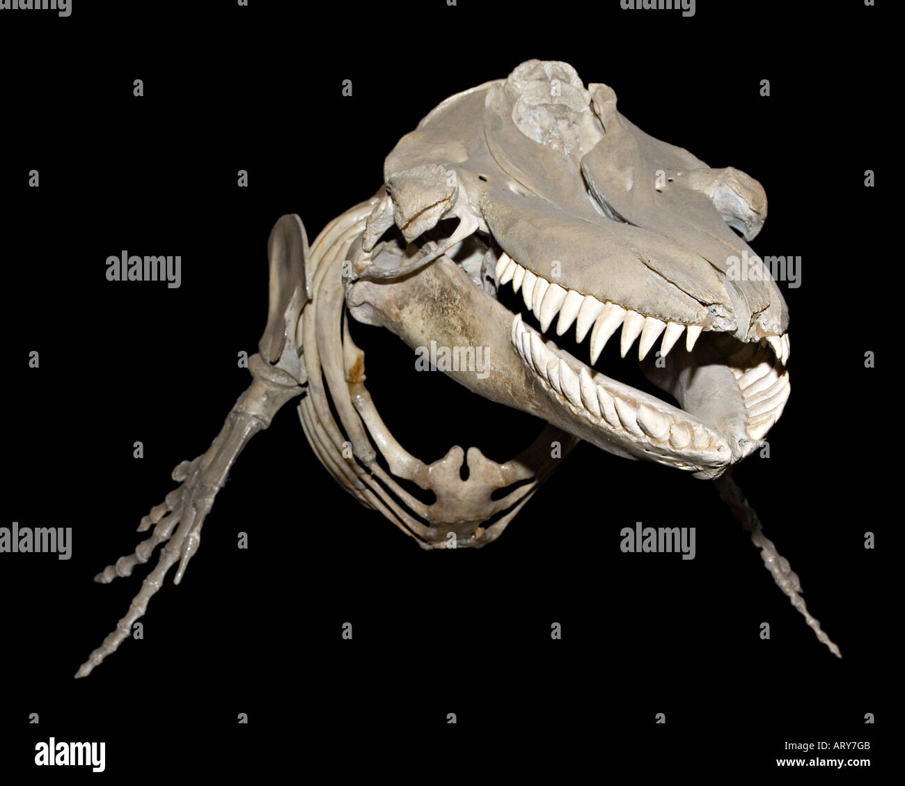 Orca killer whale skeleton on black background Stock Photo - Alamy