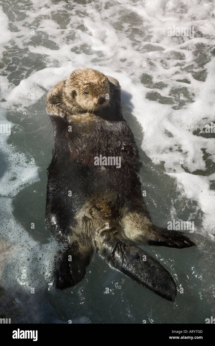 Sea otter Enhydra lutris swimming on back with hands behind head ...