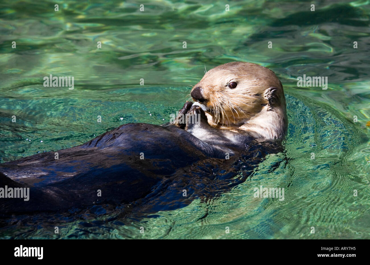 Sea otter Enhydra lutris swimming on back eating fish Pacific coast ...