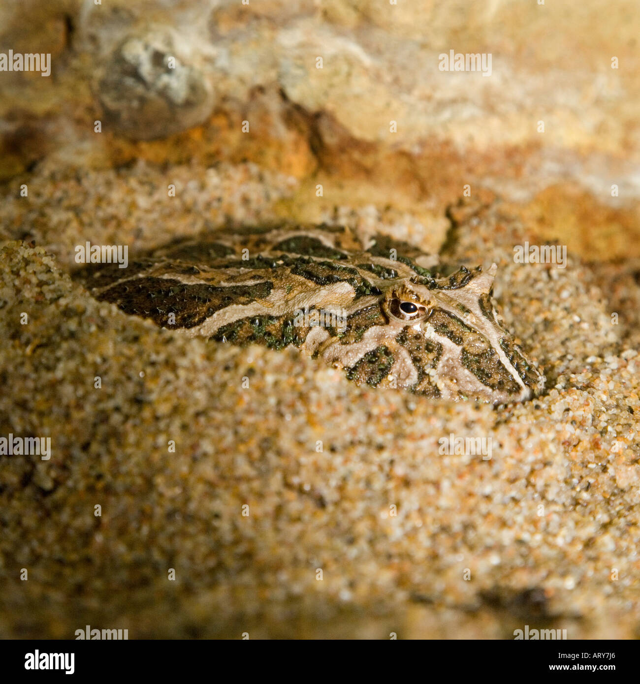 Ornate horned frog Ceratophrys ornata in sandy depression from South ...