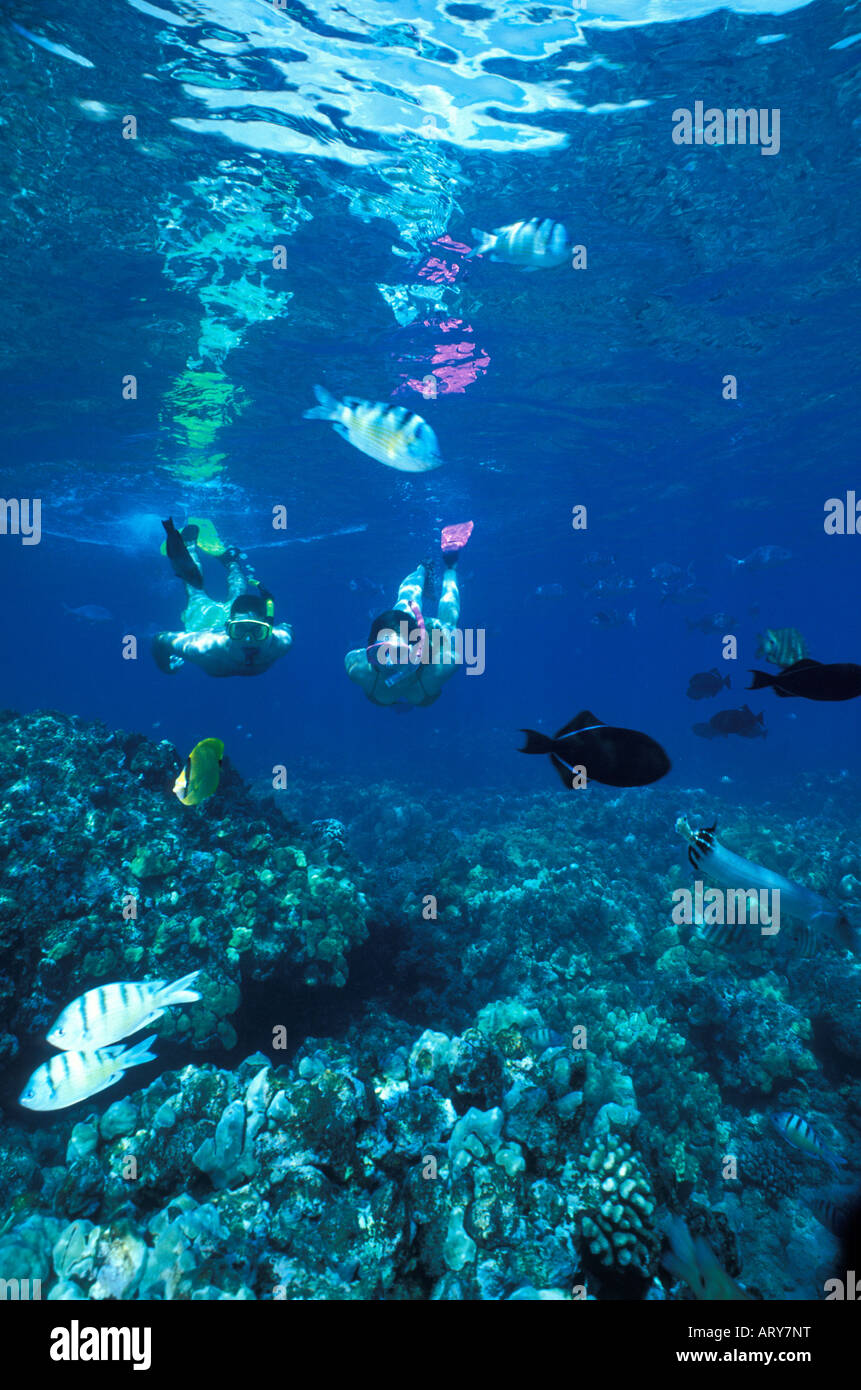 A young couple visiting Oahu enjoys snorkeling over the coral reefs of ...