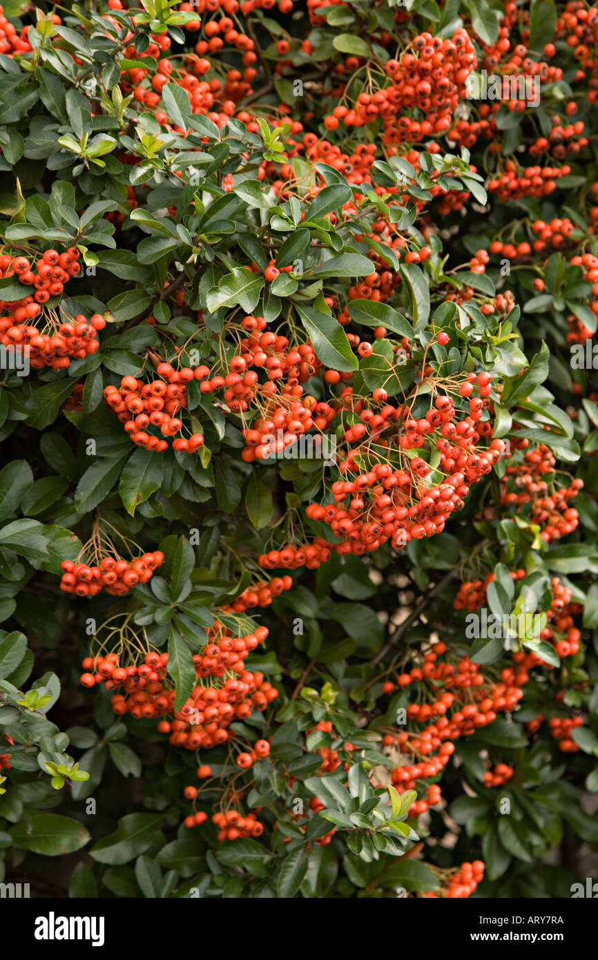 Pyracantha or firethorn berries Pyracantha atalantioides Wales UK Stock ...