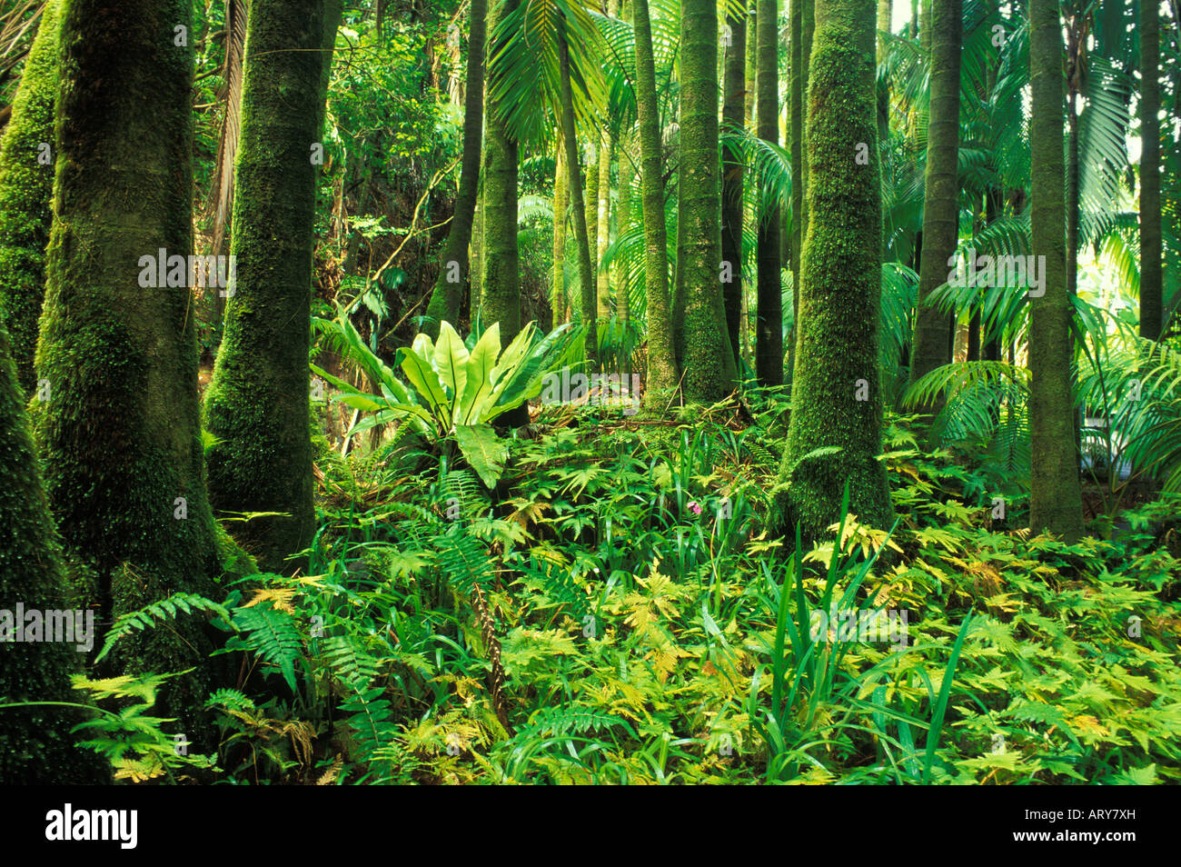 Tropical Rainforest Raining