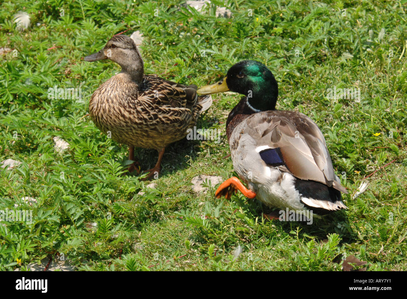 Male and female Ducks in a farmyard Stock Photo - Alamy